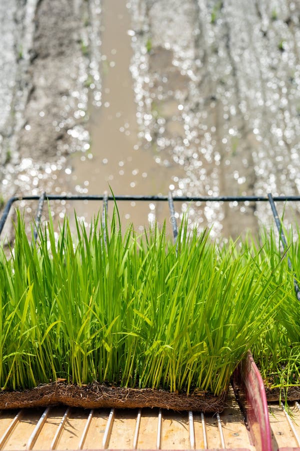 Rice Transplanter Working on the Field Vertical Composition Stock Image ...