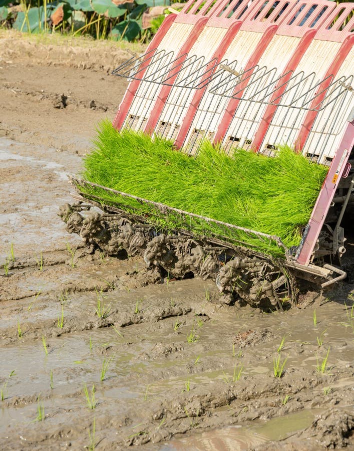 A Rice Transplanter Working on the Field at Vertical Composition Stock ...
