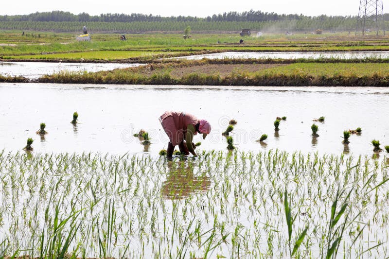Rice Transplanting Farmers in the Paddy Field Stock Image - Image of ...