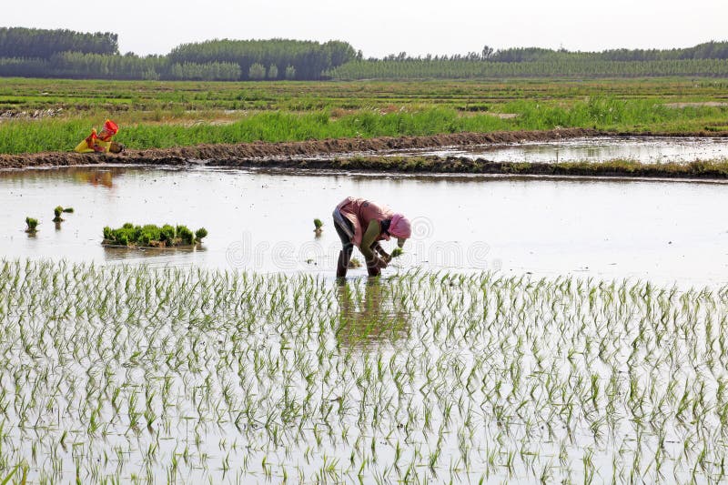 Rice Transplanting Farmers in the Paddy Field Stock Image - Image of ...