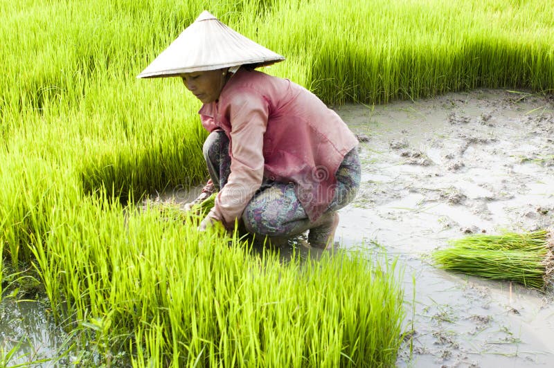 Rice Transplanting in Siem Reap, Cambodia Editorial Image - Image of ...