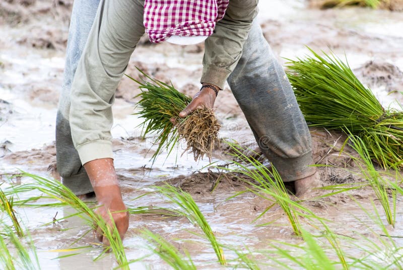 Rice Transplanting in Siem Reap, Cambodia Editorial Photography - Image ...