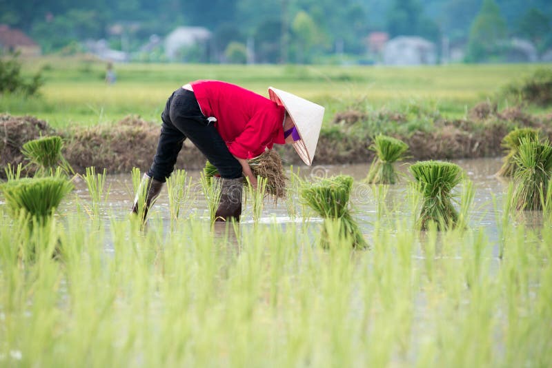 Rice Transplanting in Siem Reap, Cambodia Editorial Image - Image of ...