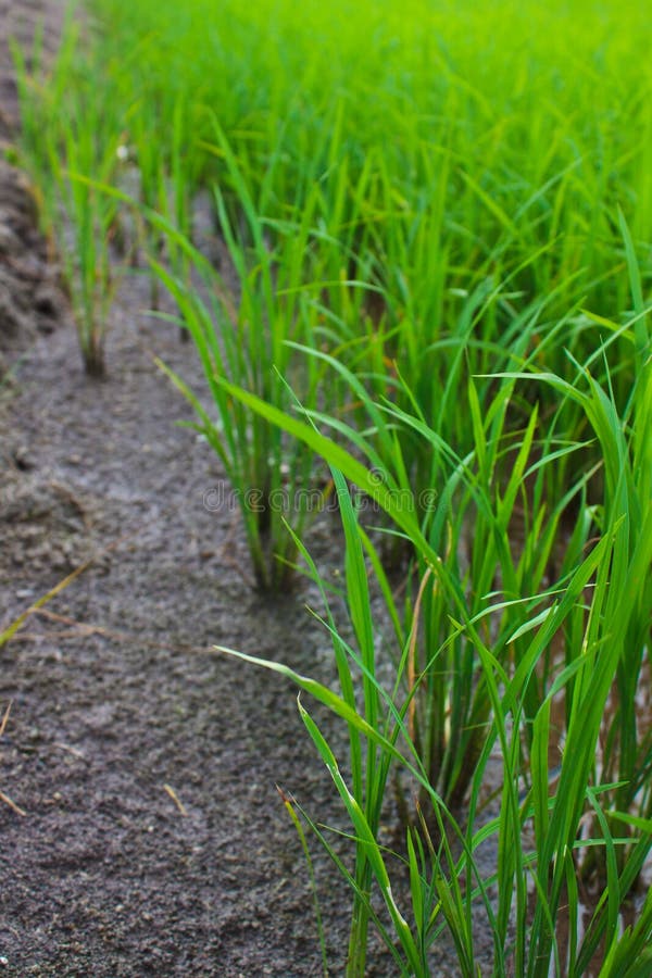 Rice Tree stock image. Image of countryside, farmland - 19499255