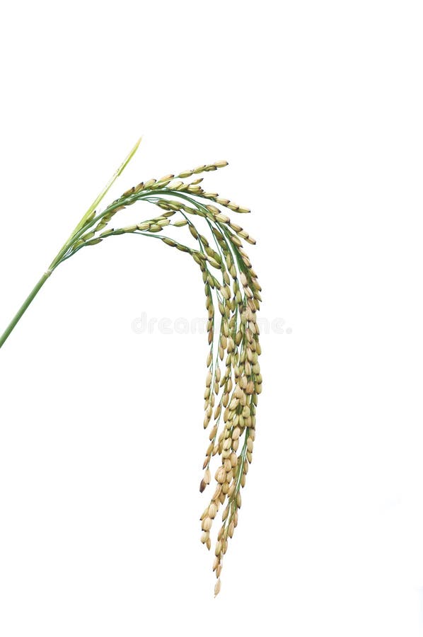 Rice on tree stock image. Image of cereal, farming, harvesting - 27285893