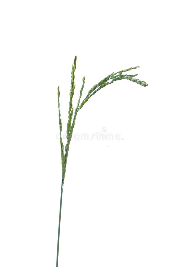 Rice on tree stock image. Image of freshness, grain, close - 27285899