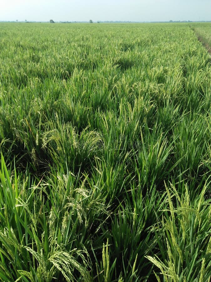 Rice Tree a Unique Perspective on the Iconic Crop Stock Photo - Image ...