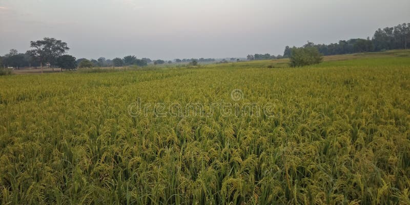Rice tree big stock image. Image of pasture, flower - 340986929