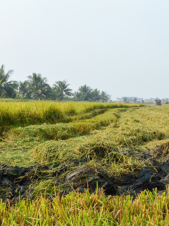 Rice tree stock photo. Image of country, tree, plants - 59243998