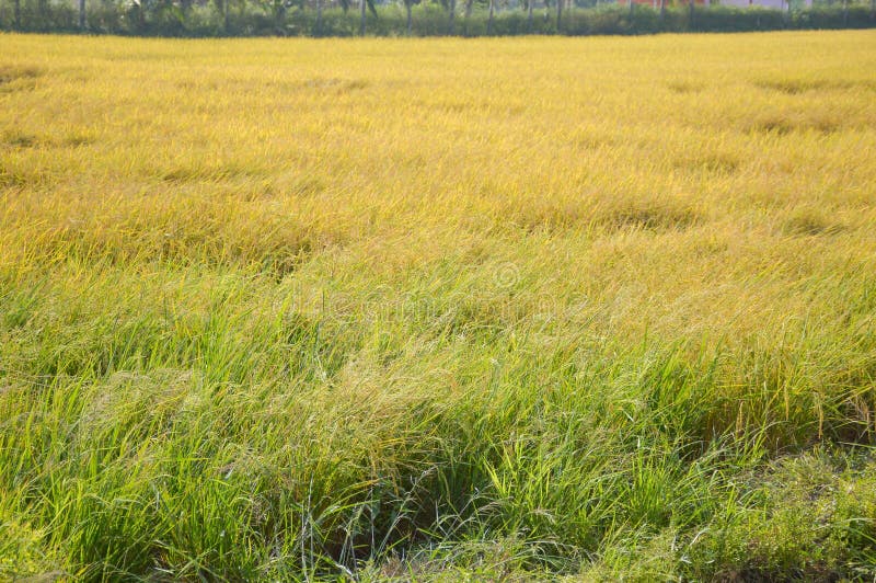 Rice tree stock image. Image of asia, outdoors, grain - 66944811