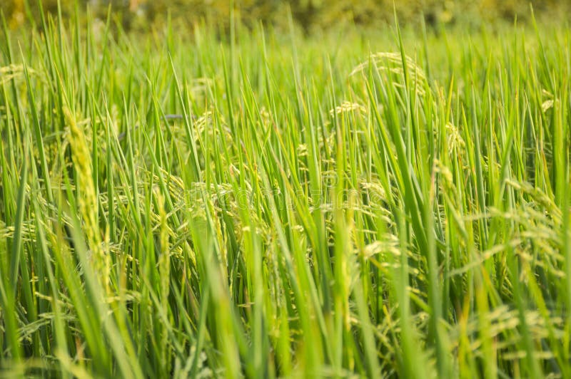 Rice tree stock photo. Image of background, cereal, grain - 70768600