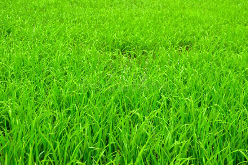 Rice tree stock image. Image of tree, rice, plant, nature - 47431493