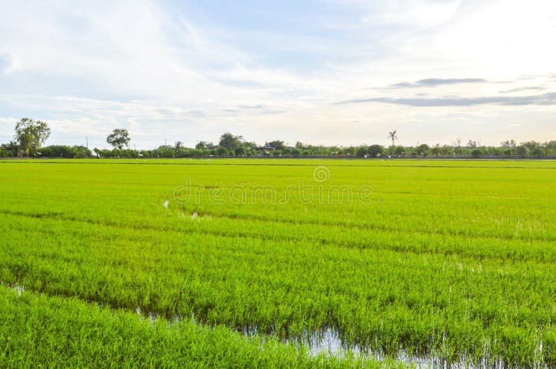 Rice tree stock photo. Image of asia, country, rural - 47586642