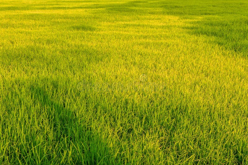 Rice tree stock photo. Image of nature, green, vegetable - 47917548