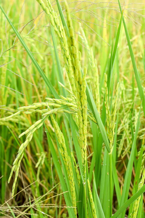 Rice tree stock image. Image of leaf, field, green, tree - 48122993