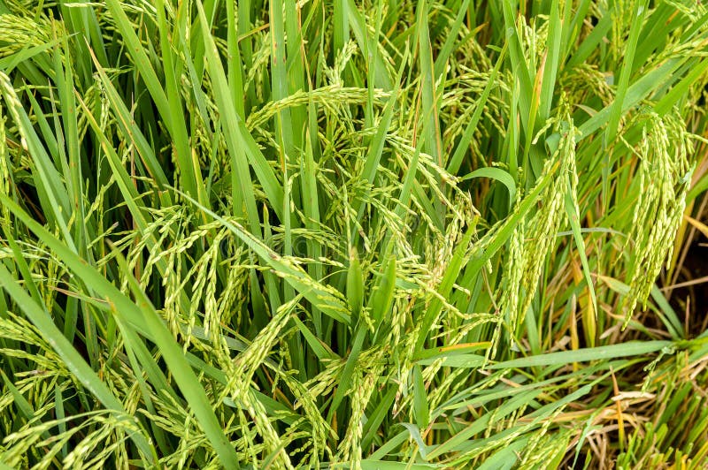 Rice tree stock image. Image of tree, plant, sprout, agriculture - 48123039