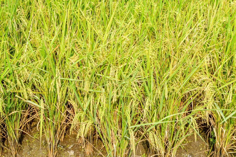 Rice tree stock image. Image of green, rural, harvest - 48123095