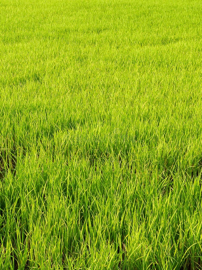 Rice tree stock image. Image of tree, foliage, green - 57229453