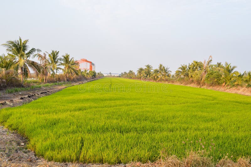 Rice tree stock image. Image of crop, sprout, green, agriculture - 57270517