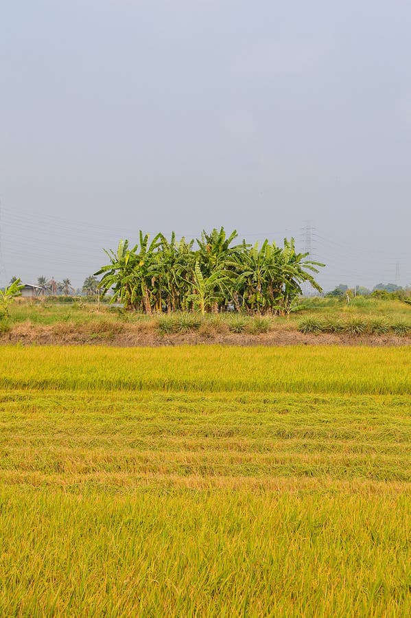 Rice tree in green field stock photo. Image of close - 126700510