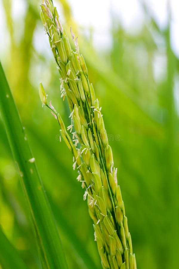 Rice Tree Green in Field Close-up, Rice are Growing in Rice Fields ...