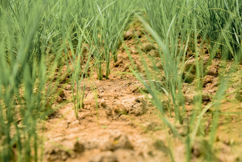 Rice tree stock photo. Image of green, botanic, color - 56382732