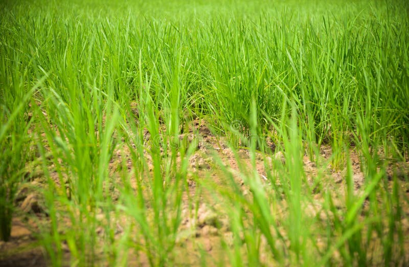 Rice tree stock photo. Image of mountain, beams, forest - 56382754