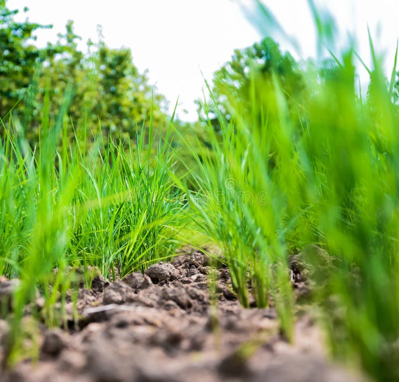 Rice tree stock photo. Image of asian, natural, nature - 56382748