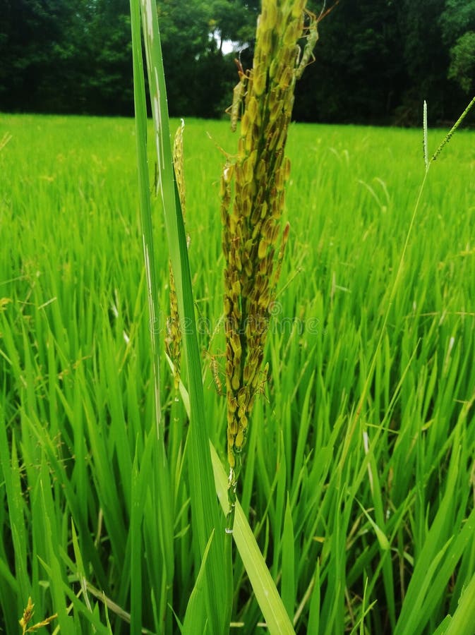 Rice, Tree, Green Rice Tree Stock Photo - Image of herb, plant: 196114644