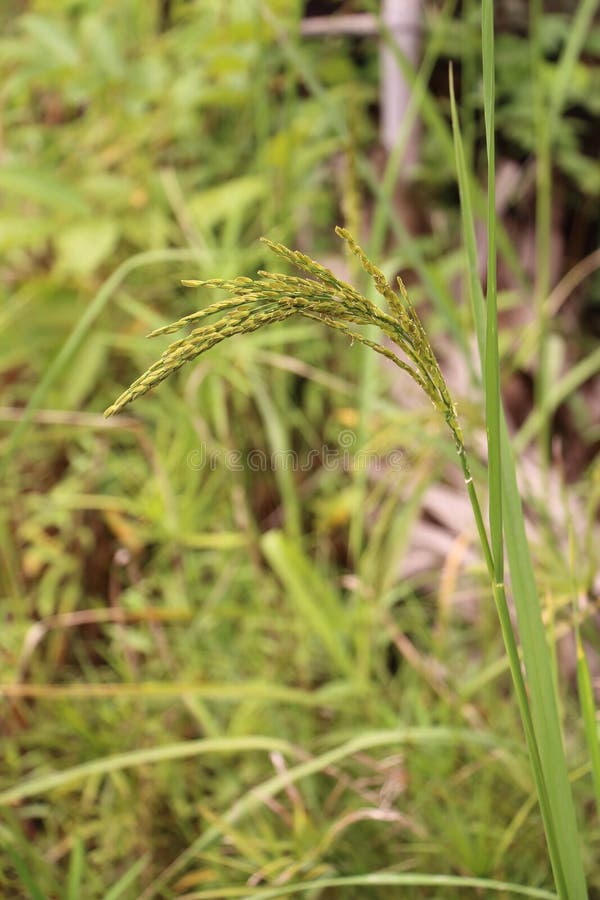 Rice tree stock photo. Image of labor, crop, healthy - 46114108