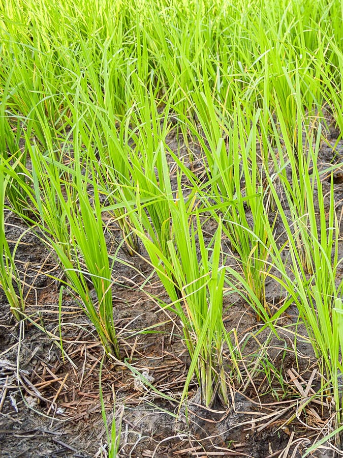 Rice tree stock image. Image of rice, sprout, green, tree - 54780905