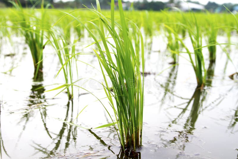 Rice Stump In The Rice Field, Dry Season, Bright Sunlight, Good Weather ...