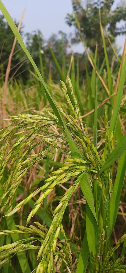 Rice tree most beautiful stock image. Image of produce - 242233331