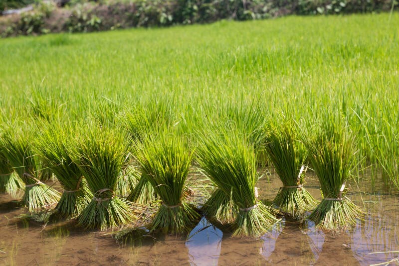 Rice tree stock image. Image of fields, vegetable, growing - 95055897
