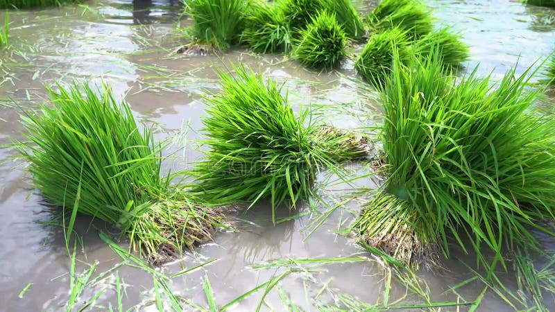 Rice tree seeds stock video. Video of countryside, agriculture - 262147503