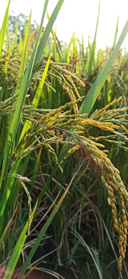 Rice Tree To Make we are Food Stock Image - Image of flower, crop ...