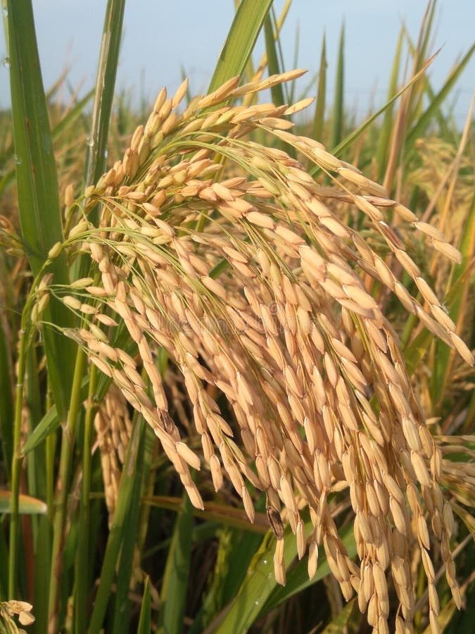 Rice tree stock photo. Image of green, grassland, nice - 289679136