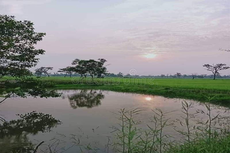 Rice Trees Around the Small Pond. Stock Image - Image of evening ...
