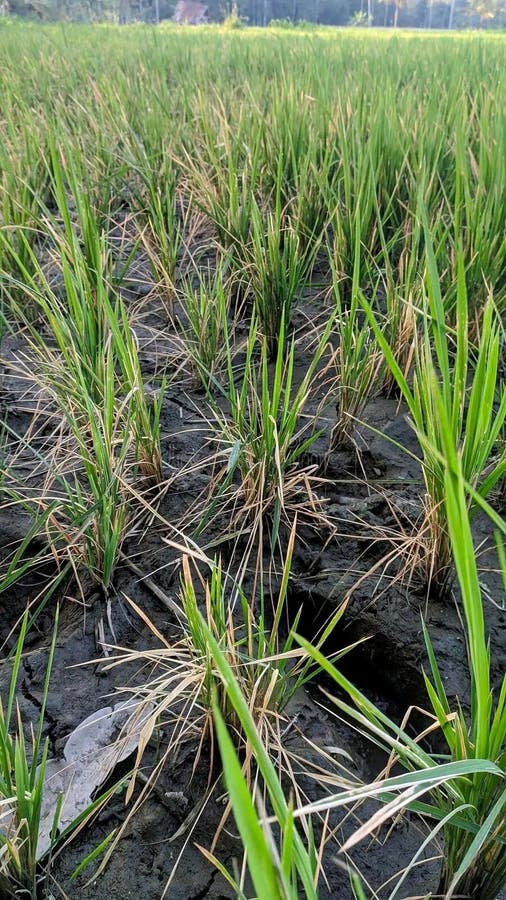 902 Damaged Rice Stock Photos - Free & Royalty-Free Stock Photos from ...