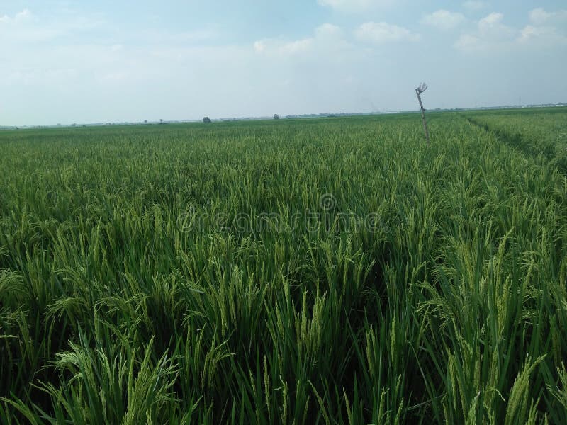Rice trees in the fields stock photo. Image of fields - 272991422