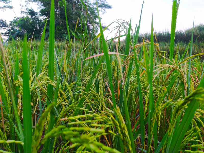 Rice Trees in the Fields that are Still Green Mixed with Yellow Stock ...