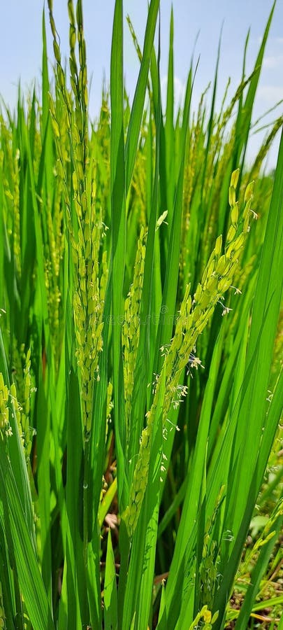 Rice Trees that are Filled and Ready To Harvest Stock Photo - Image of ...