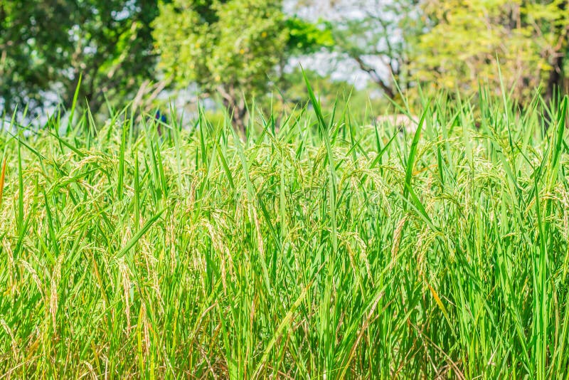 Rice and trees stock photo. Image of landscape, blue - 65222916