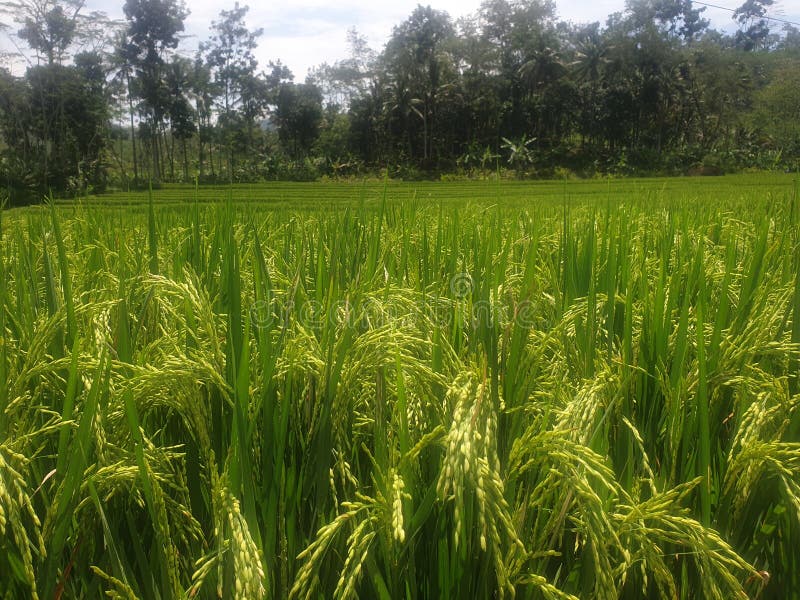 Rice Trees that are Ready To Be Harvested Stock Image - Image of flower ...