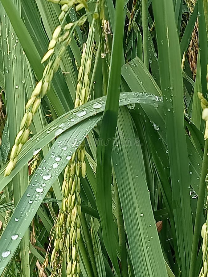 Rice Trees in the Rice Fields are Starting To Bear Fruit Stock Photo ...