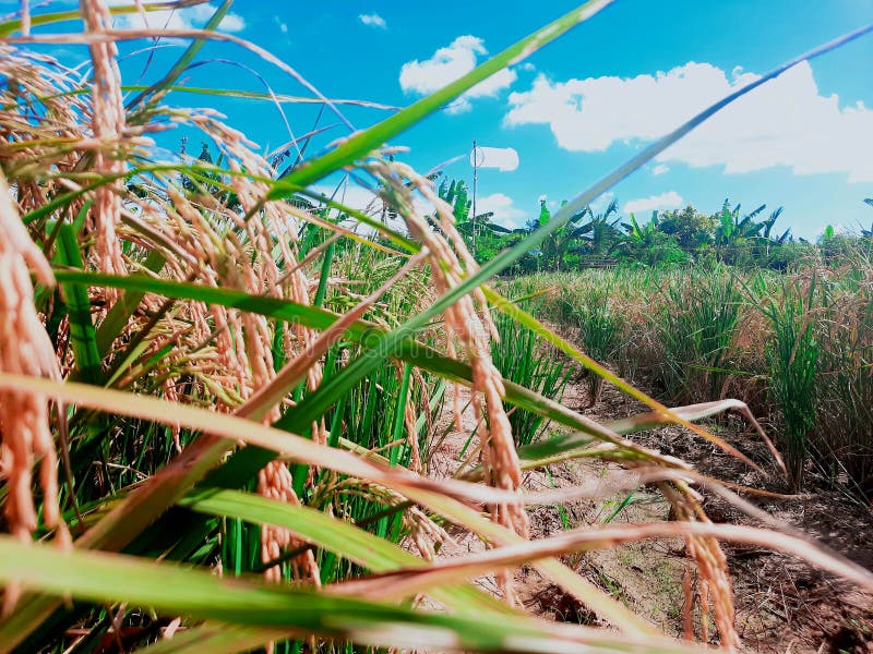 Rice that Turns Yellow in the Bright Sun Trick at Noon Stock Photo ...