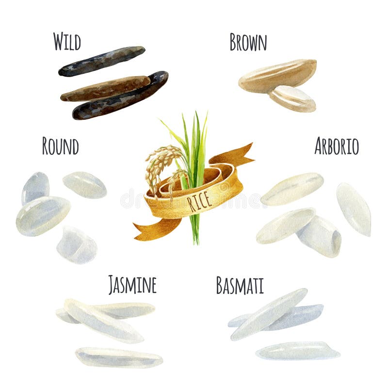 Rice Types Watercolor Illustration Stock Illustration - Illustration of ...