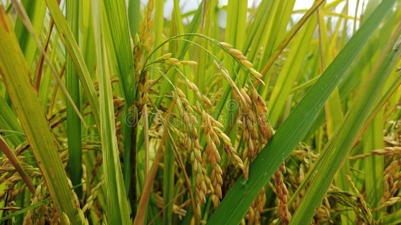 Rice stock image. Image of rice, india, farmin, vari - 262488845