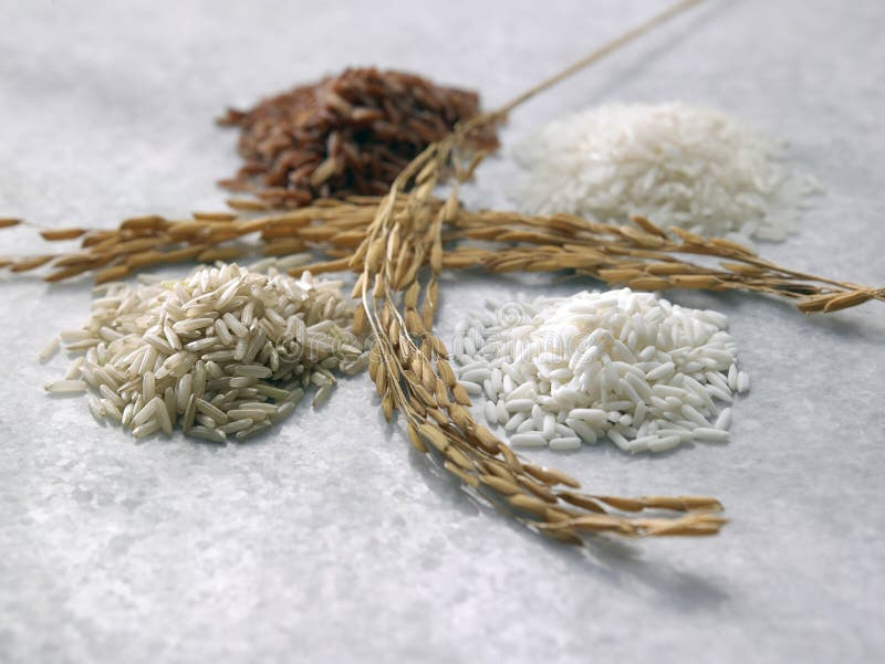 Rice varieties stock image. Image of seed, grain, cereal - 48625543