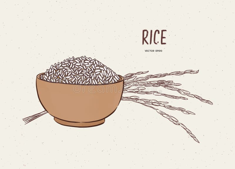 Rice Vector in Bowl with Rice Branch. Hand Draw Sketch Vector Stock ...